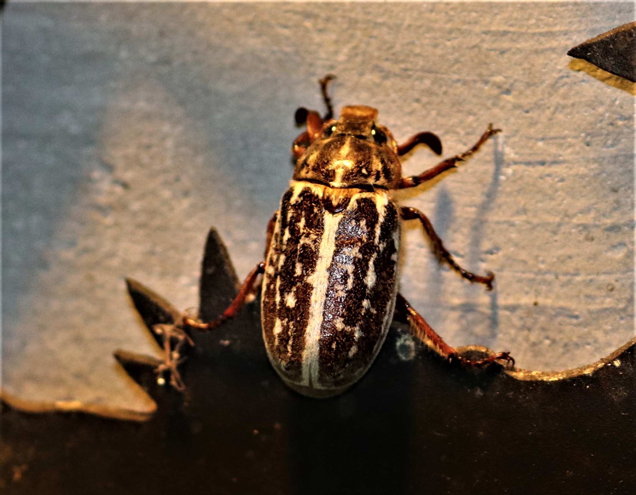 Polyphylla comes Casey, 1914