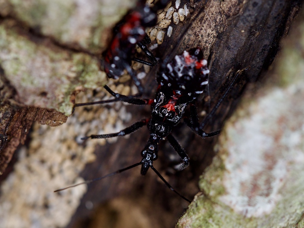 Japanese Assassin Bug from 本州, 舞鶴市, 京都府, JP on October 10, 2024 at 11: ...