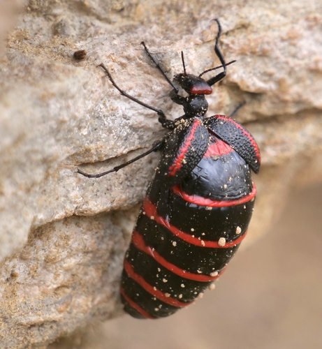 Red-banded Blister Beetles (Megetra)