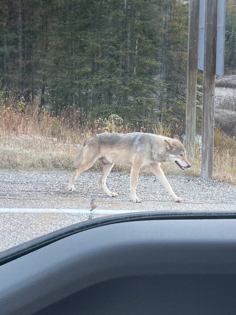 Gray Wolf from Lake Superior Provincial Park, Algoma, Unorganized ...