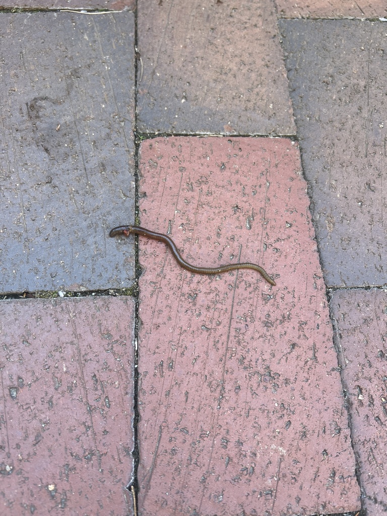 Common Earthworm from The University of North Carolina at Chapel Hill ...
