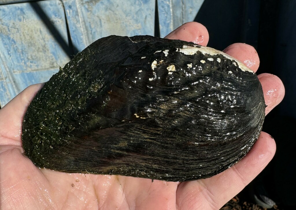 bankclimber from Alabama River, downstream of Benton boat ramp, Lowndes ...