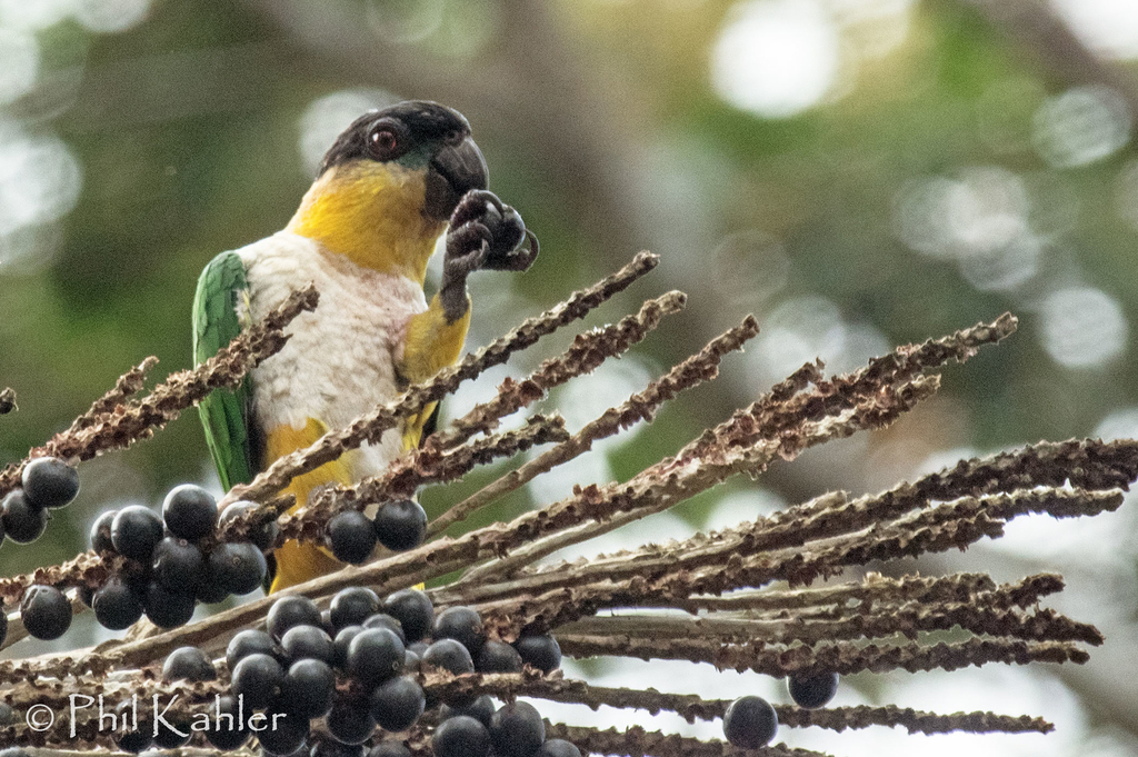 Black-headed Parrot (Wildlife of the United States - Birds Pt.1 ...