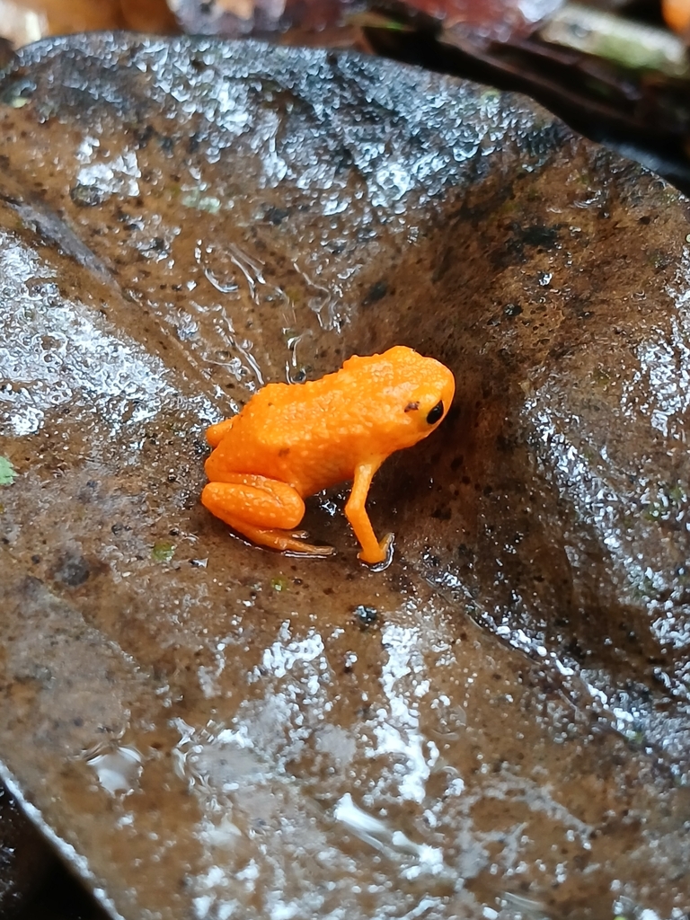 Vargem Alta Flea Toad from Alto Castelinho, Vargem Alta - ES, 29295-000 ...