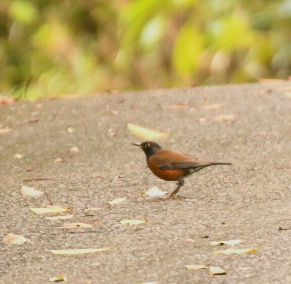 Izu Thrush in October 2024 by Sunandav · iNaturalist