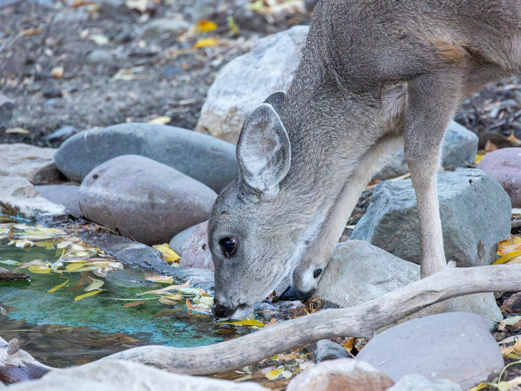Coues's White-tailed Deer from Santa Cruz County, AZ, USA on November ...