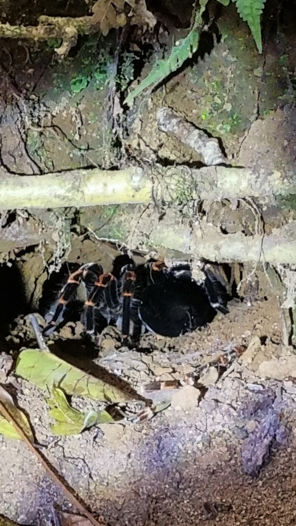 Costa Rican Redleg Tarantula from 854Q+3PM, Provincia de Puntarenas ...