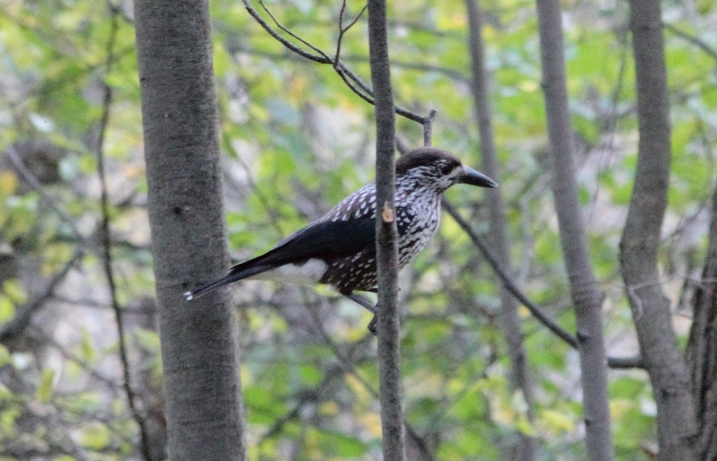 Northern Nutcracker from Дзержинский р-н, Ярославль, Ярославская обл ...