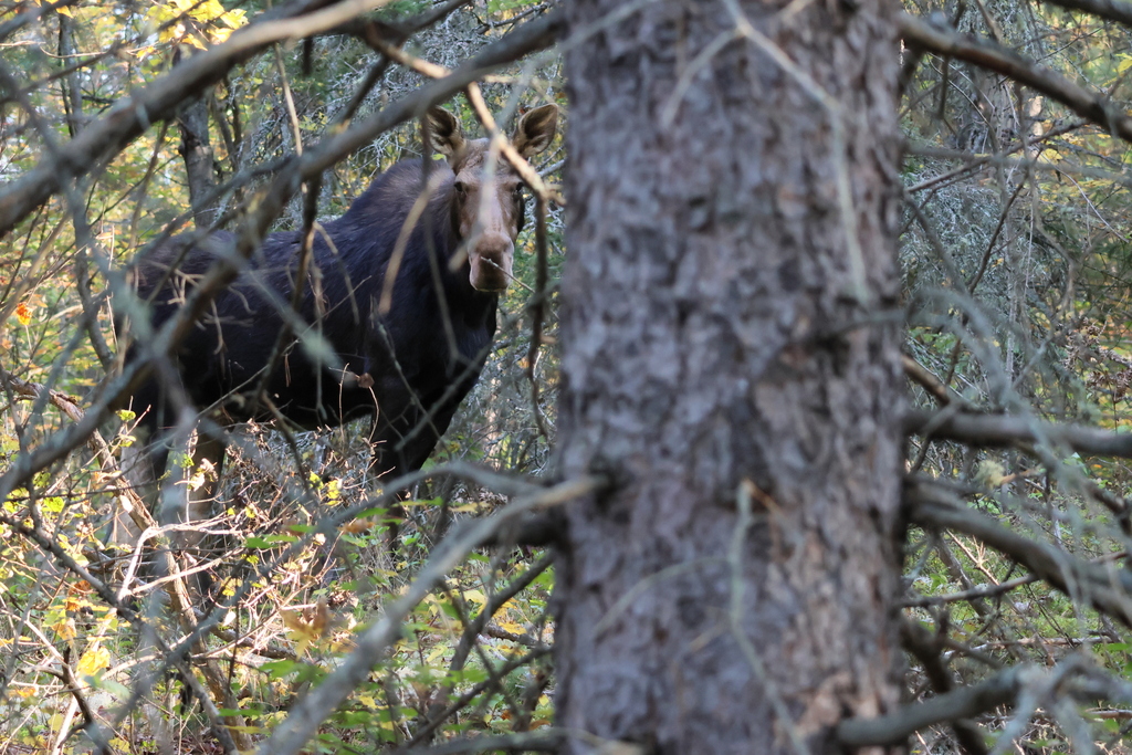 Moose from St.-Charles, ON, Canada on October 3, 2024 at 05:08 PM by ...