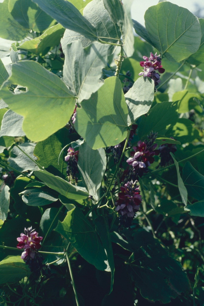 Kudzu Bean from Japan, border area Osaka-fu/Wakayama-ken, Prefectural ...