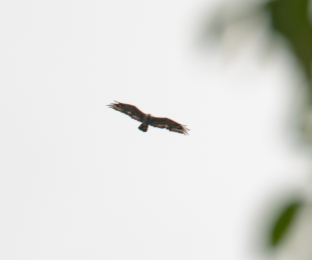 Crested Serpent-Eagle from Dongfang, Hainan, China on October 1, 2024 ...