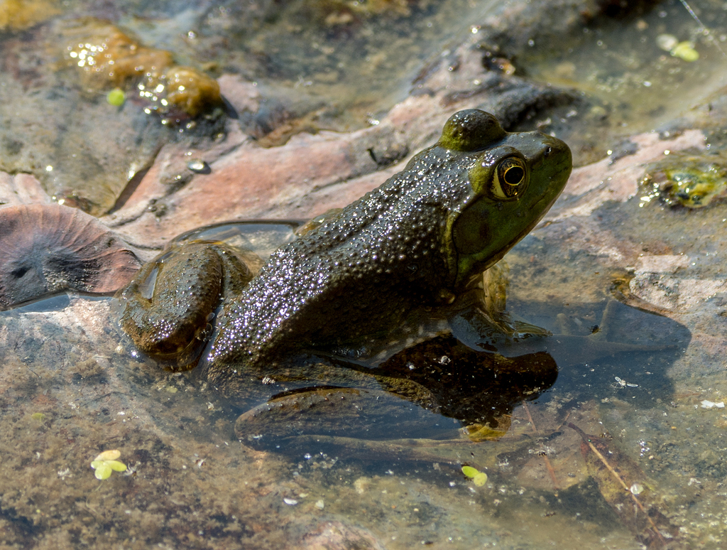 American Bullfrog from Crawford County, MO, USA on October 12, 2024 at ...