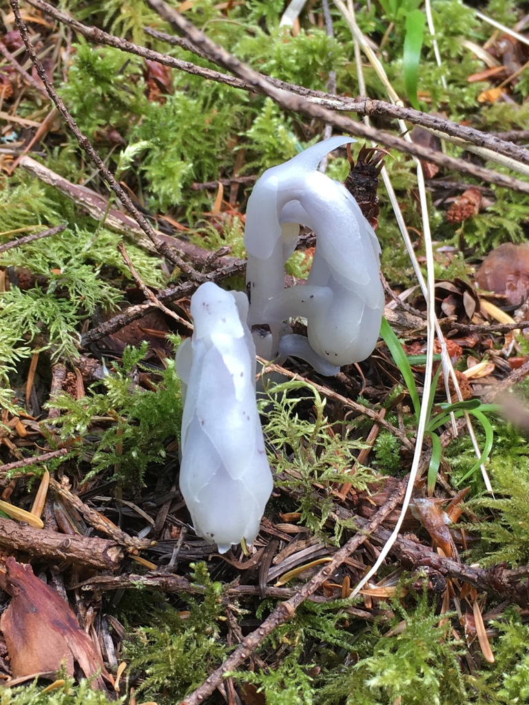 Ghost Pipe from Deception Pass State Park, Oak Harbor, WA, US on July ...