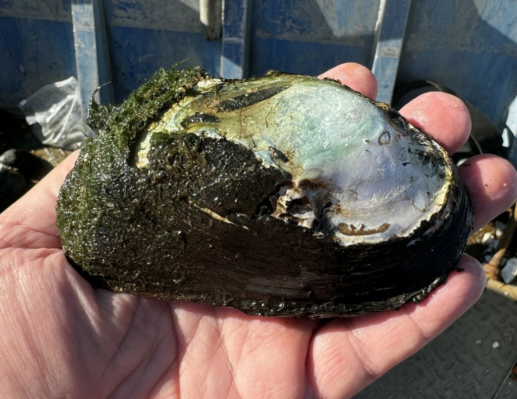 Elephantear from Alabama River, downstream of Benton boat ramp, Lowndes ...