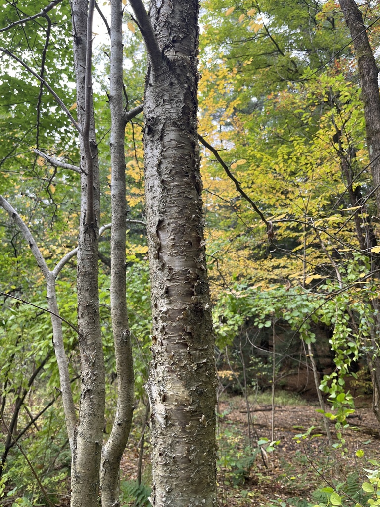 yellow birch from University of Vermont, Burlington, VT, US on October ...
