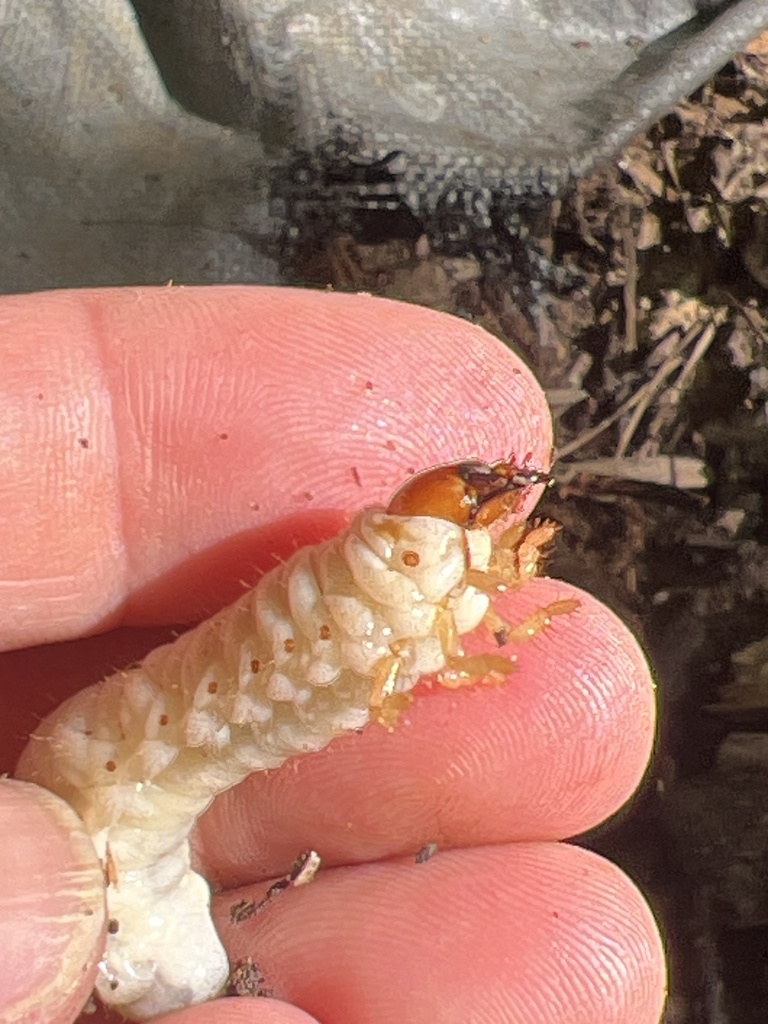 Scarabaeiform Beetles from Loch Lamond Lake, Cary, NC, US on October 13 ...
