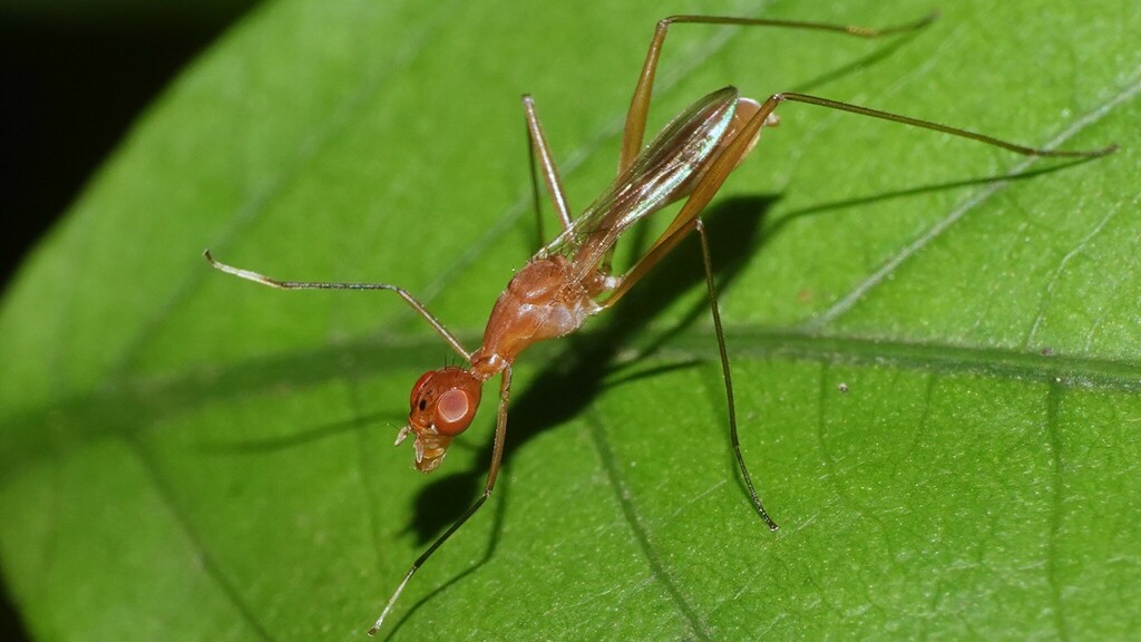 Grammicomyia from BNHS CEC on October 12, 2024 at 04:25 PM by Dinesh ...
