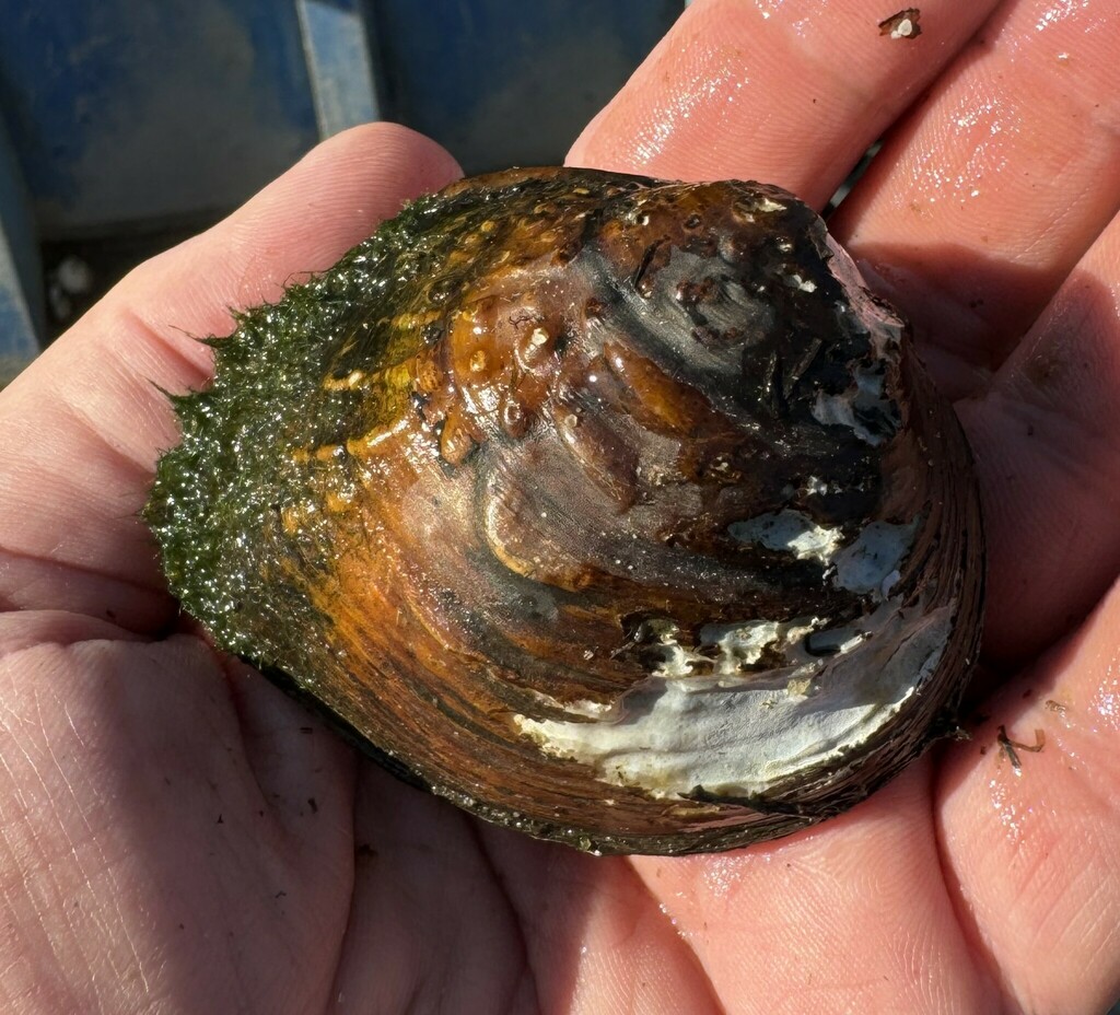 Alabama Orb from Alabama River, downstream of Benton boat ramp, Lowndes ...