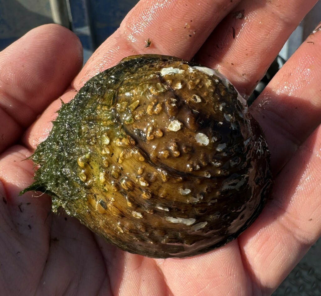 Alabama Orb from Alabama River, downstream of Benton boat ramp, Lowndes ...