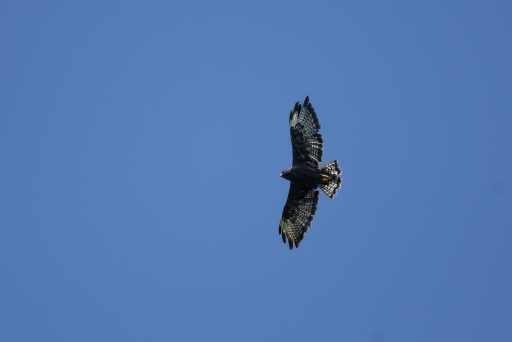 Zone-tailed Hawk from Reserva de la Biosfera El Cielo - Gómez Farías ...