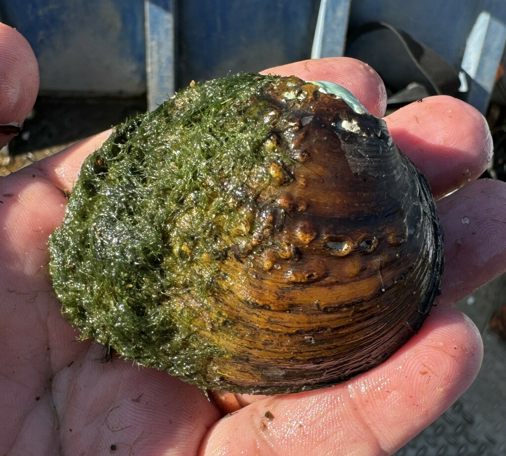Alabama Orb from Alabama River, downstream of Benton boat ramp, Lowndes ...