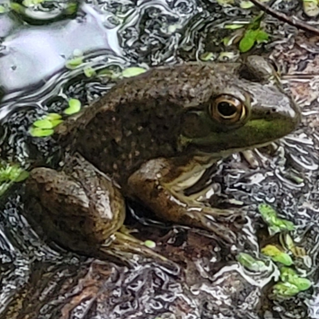 American Bullfrog from Olmsted Falls, OH 44138, USA on October 13, 2024 ...