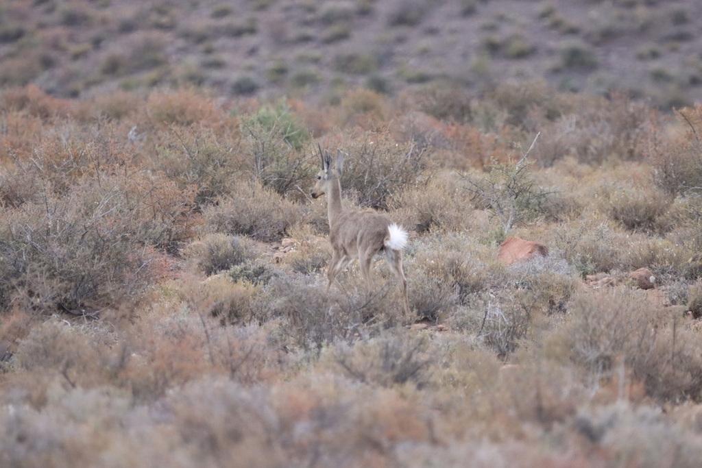Grey Rhebok from Central Karoo District Municipality, South Africa on ...