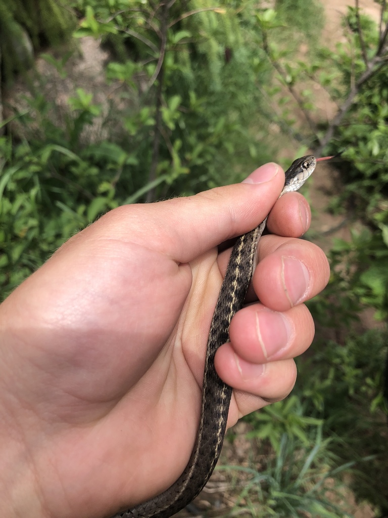 Wandering Garter Snake from White River National Forest, Vail, CO, US ...