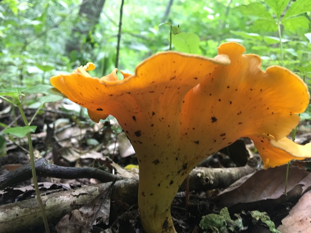 Cantharellus sect. Sublaeves from Wayne National Forest, Glouster, OH ...