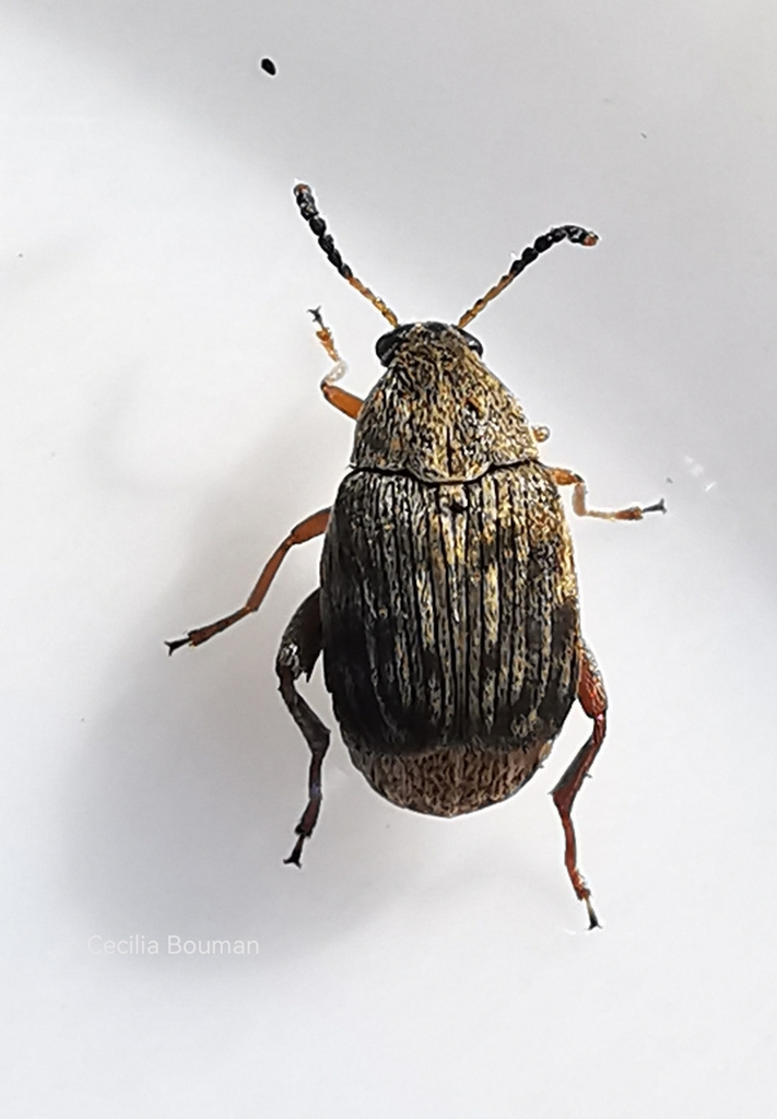 Bean Weevil from 4980-020 Entre Ambos-os-Rios, Portugal on October 13 ...
