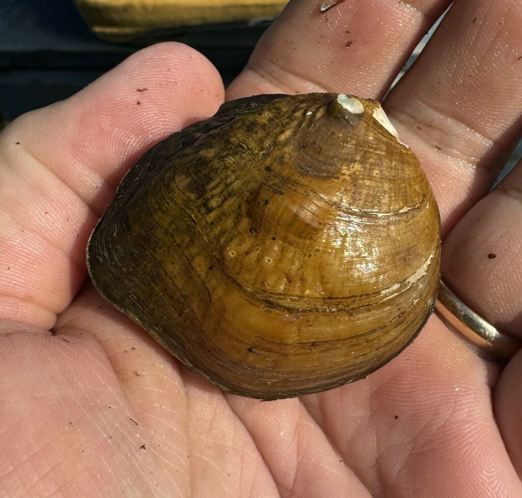 Three-horn Wartyback from Alabama River, downstream of Benton boat ramp ...