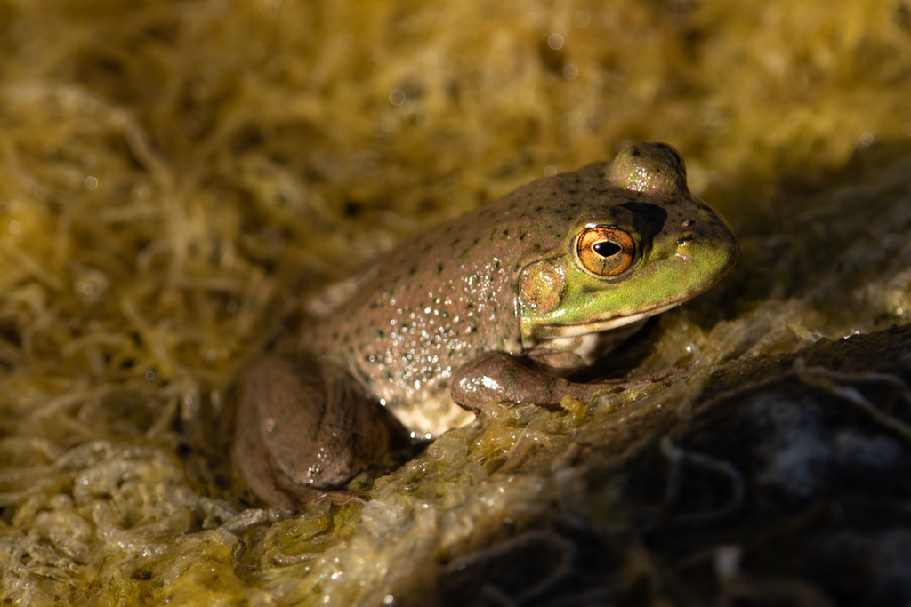 American Bullfrog from Malibu Creek State Park, Malibu, CA, US on ...