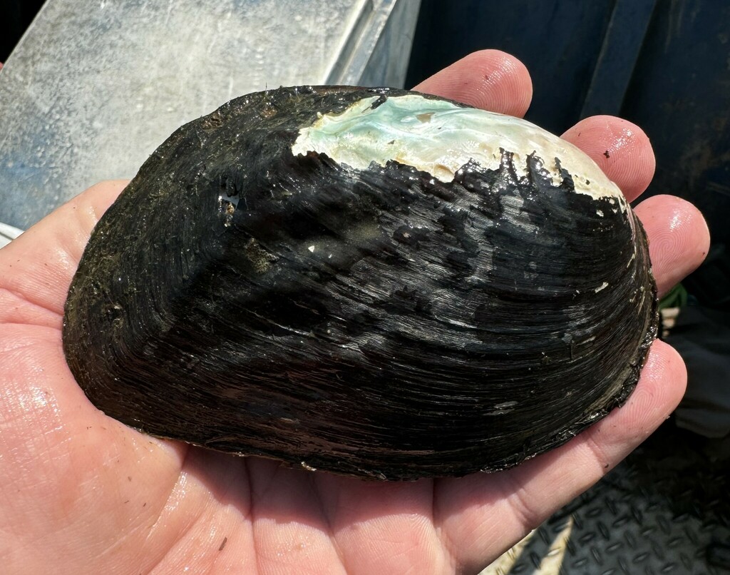 bankclimber from Alabama River, downstream of Benton boat ramp, Lowndes ...