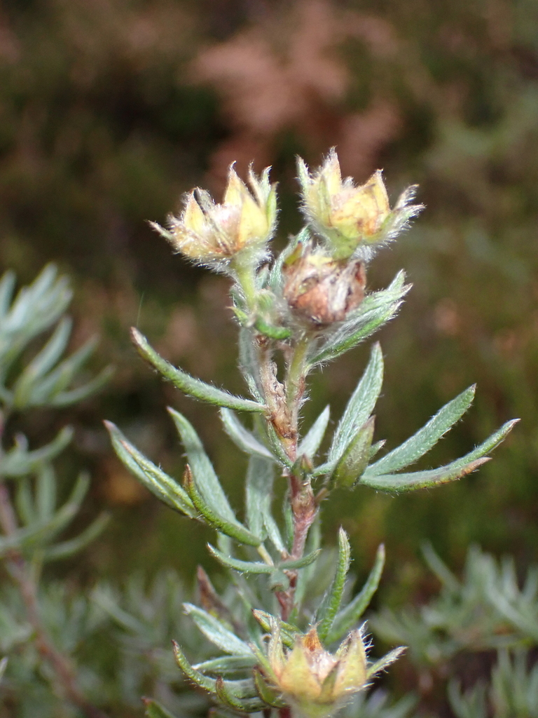 shrubby cinquefoil from County Durham, UK on October 13, 2024 at 04:40 ...