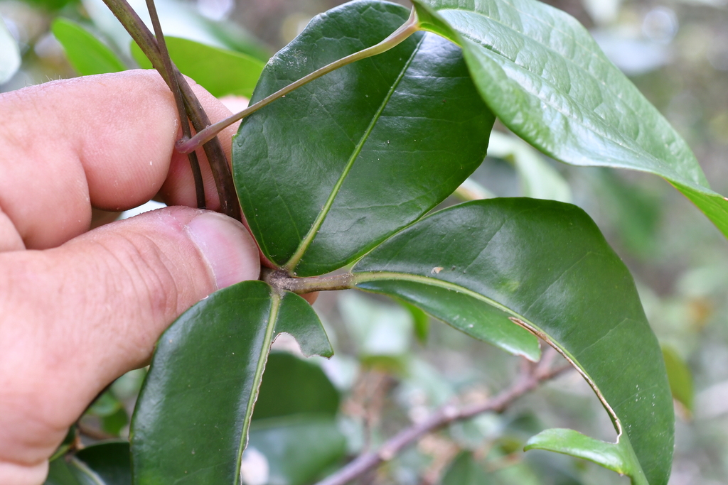 Native Grape from Glenugie NSW 2460, Australia on October 13, 2024 at ...