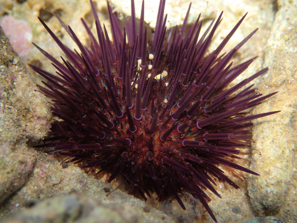 Atlantic Purple Sea Urchin (Intertidal species of NE Atlantic ...