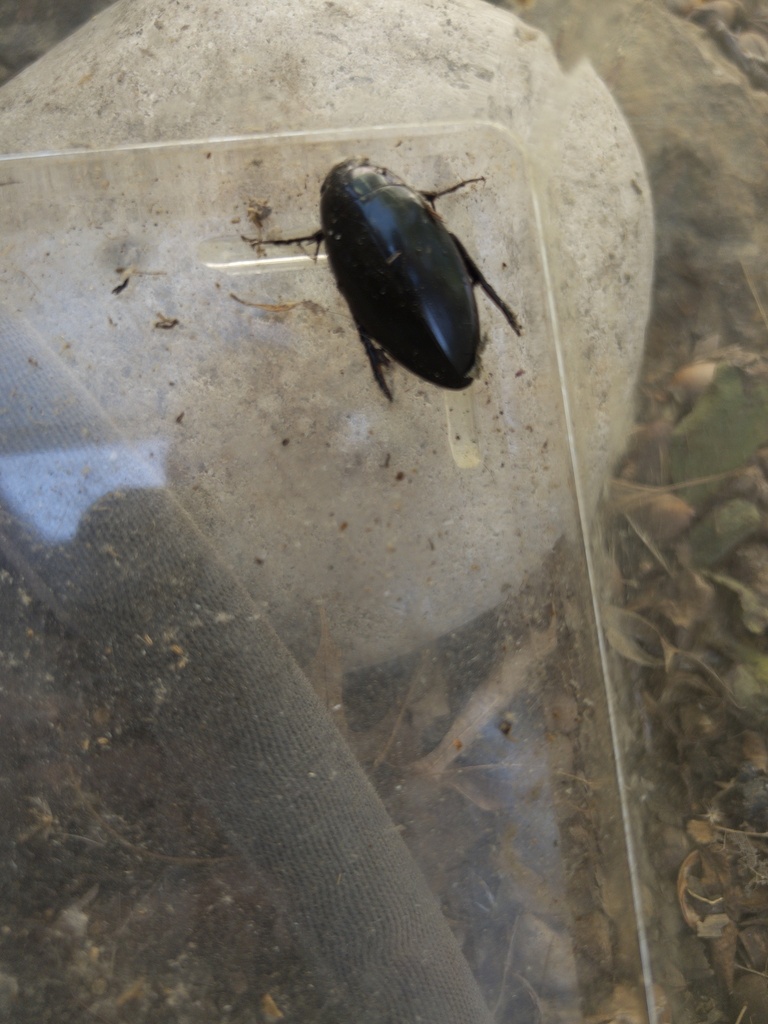 Hydrophilus from Piper Ct, Richardson, TX, US on October 13, 2024 at 02 ...