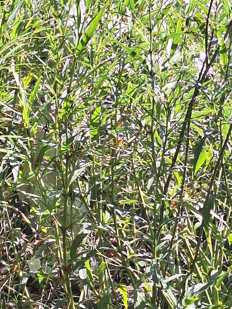 willow baccharis from 6XM4+CW, 67380 La Peñita, Nuevo Leon, México on ...