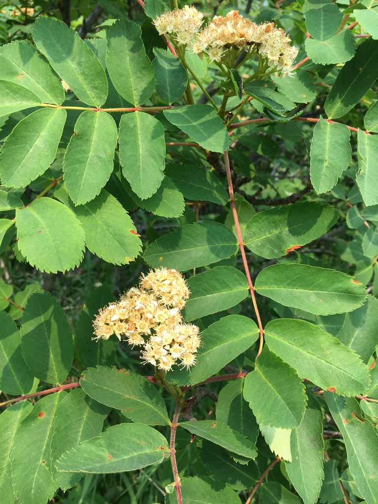 Sitka Mountain-ash (Handbook for the Native Trees of Oregon) · iNaturalist