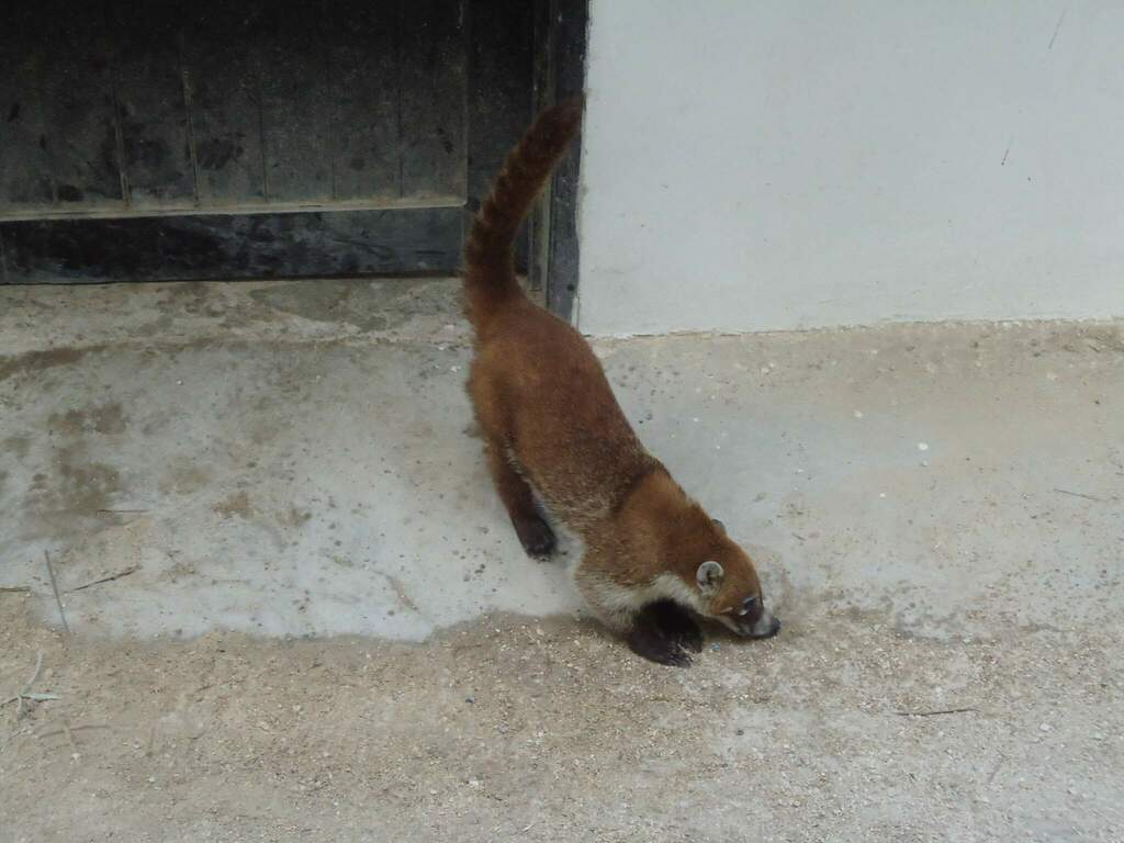 White-nosed Coati from Tulum, Q.R., México on September 10, 2012 at 04: ...