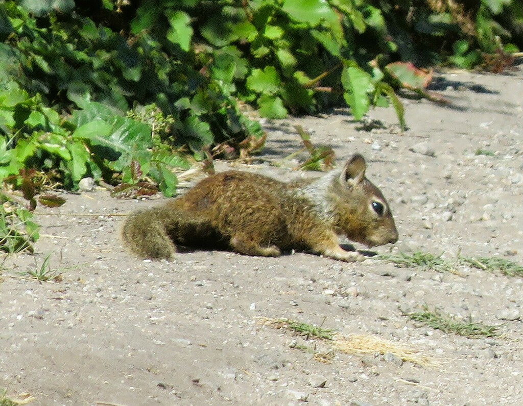 California Ground Squirrel from Wilder Ranch State Park, 1401 Coast Rd ...