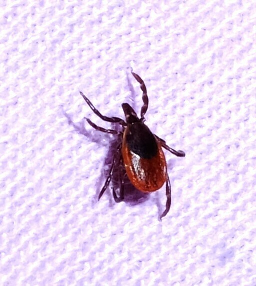 Eastern Black-legged Tick from Bibb County, GA, USA on October 13, 2024 ...