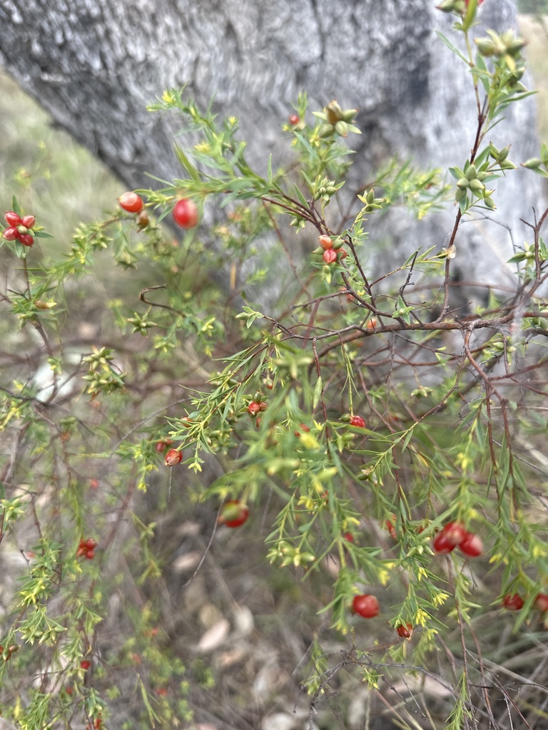 Something from Warialda Rail, NSW, AU on October 14, 2024 at 09:12 AM ...
