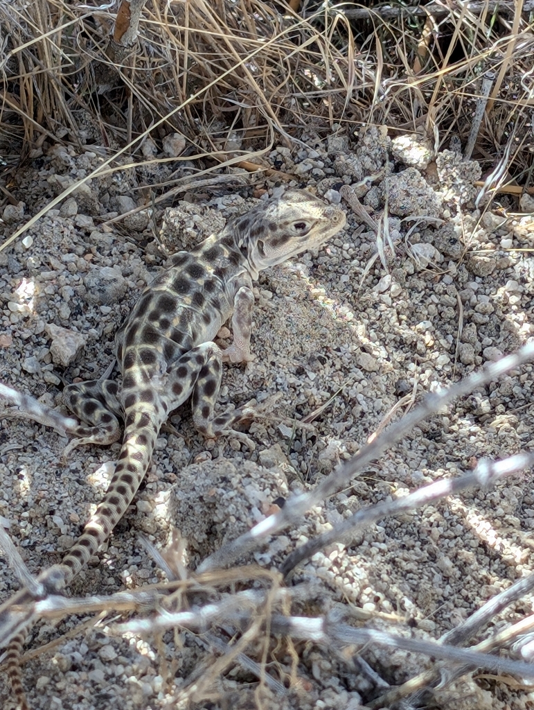 Long-nosed Leopard Lizard from Gerlach, NV 89412, USA on October 13 ...