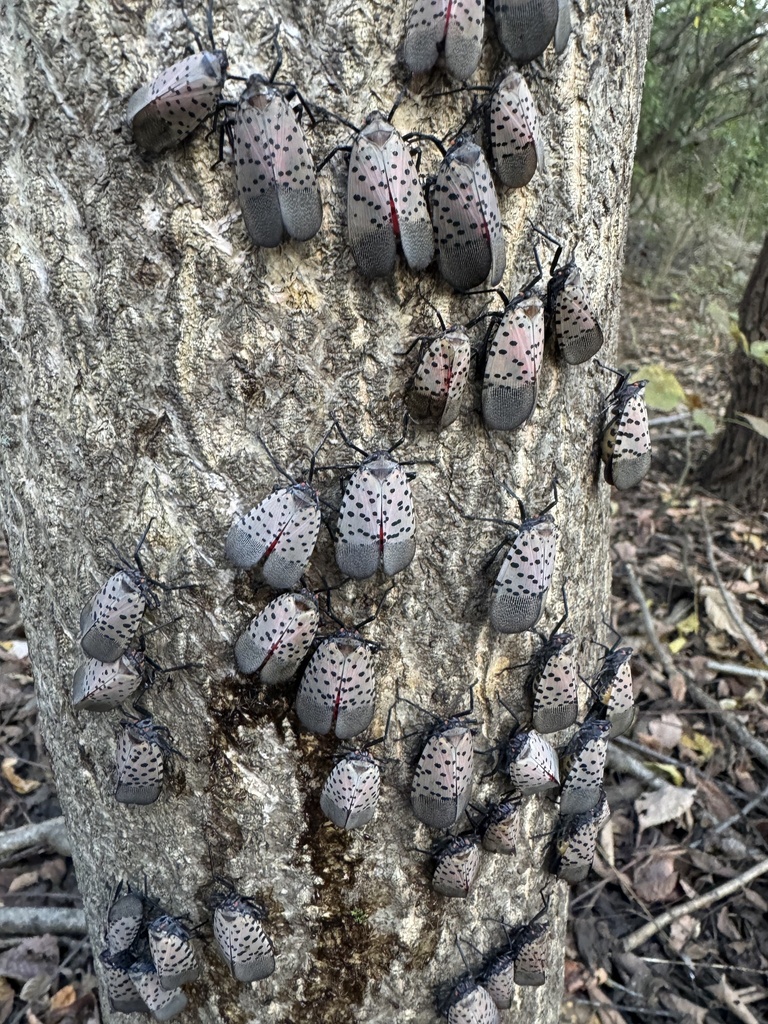 Spotted Lanternfly from Hess Recreation Area, Danville, PA, US on ...