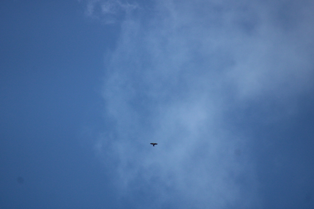 Aplomado Falcon from Cancún, Quintana Roo, México on October 13, 2024 ...