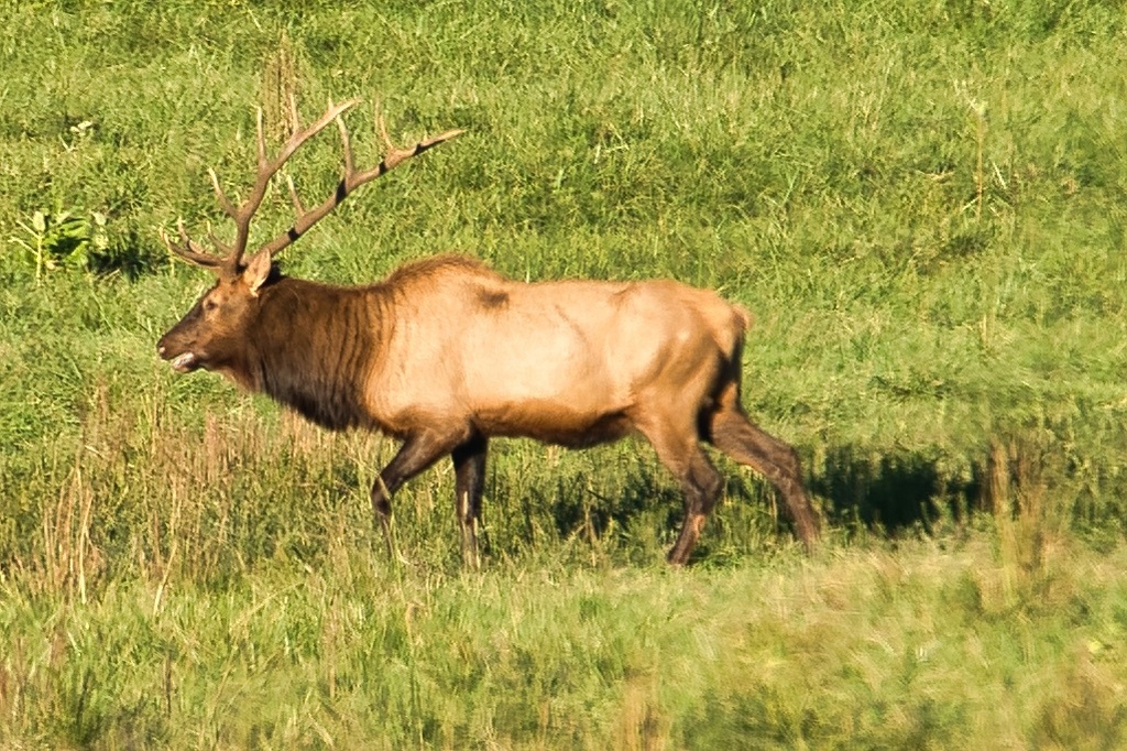 Wapiti from Southern Gap Outdoor Adventure, Buchanan County, VA, USA on ...
