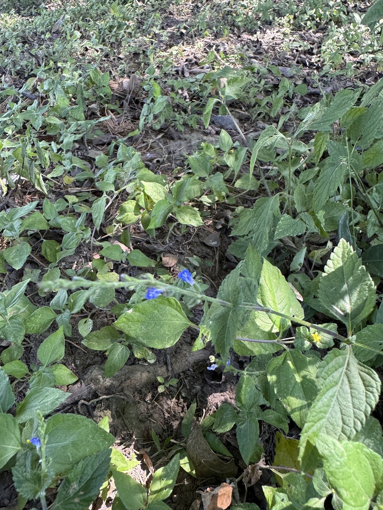 River sage from Allende, N.L., MX on October 13, 2024 at 05:21 PM by ...