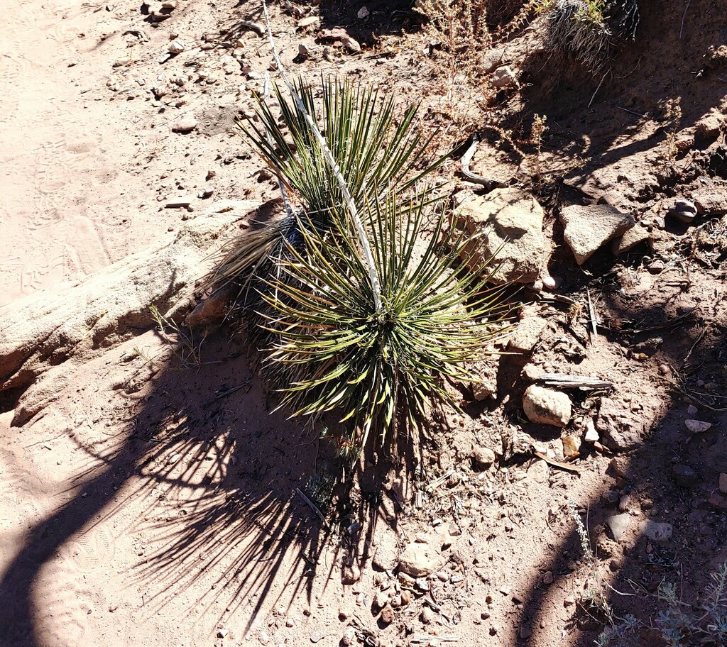 Narrowleaf Yucca from McKinley County, NM, USA on October 2, 2024 at 12 ...