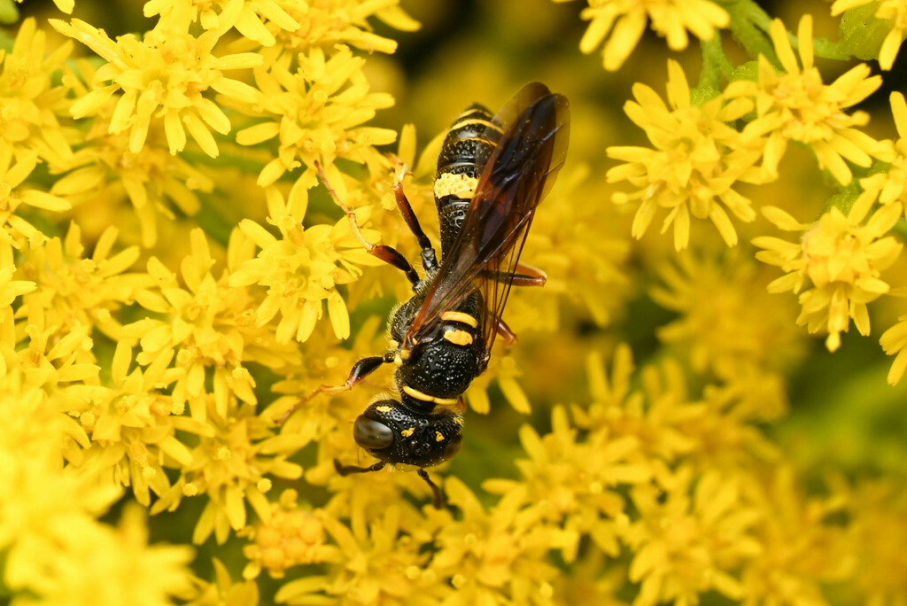 Hump-backed Beewolf from 美国纽约伊萨卡 on August 17, 2024 at 04:24 PM by ...